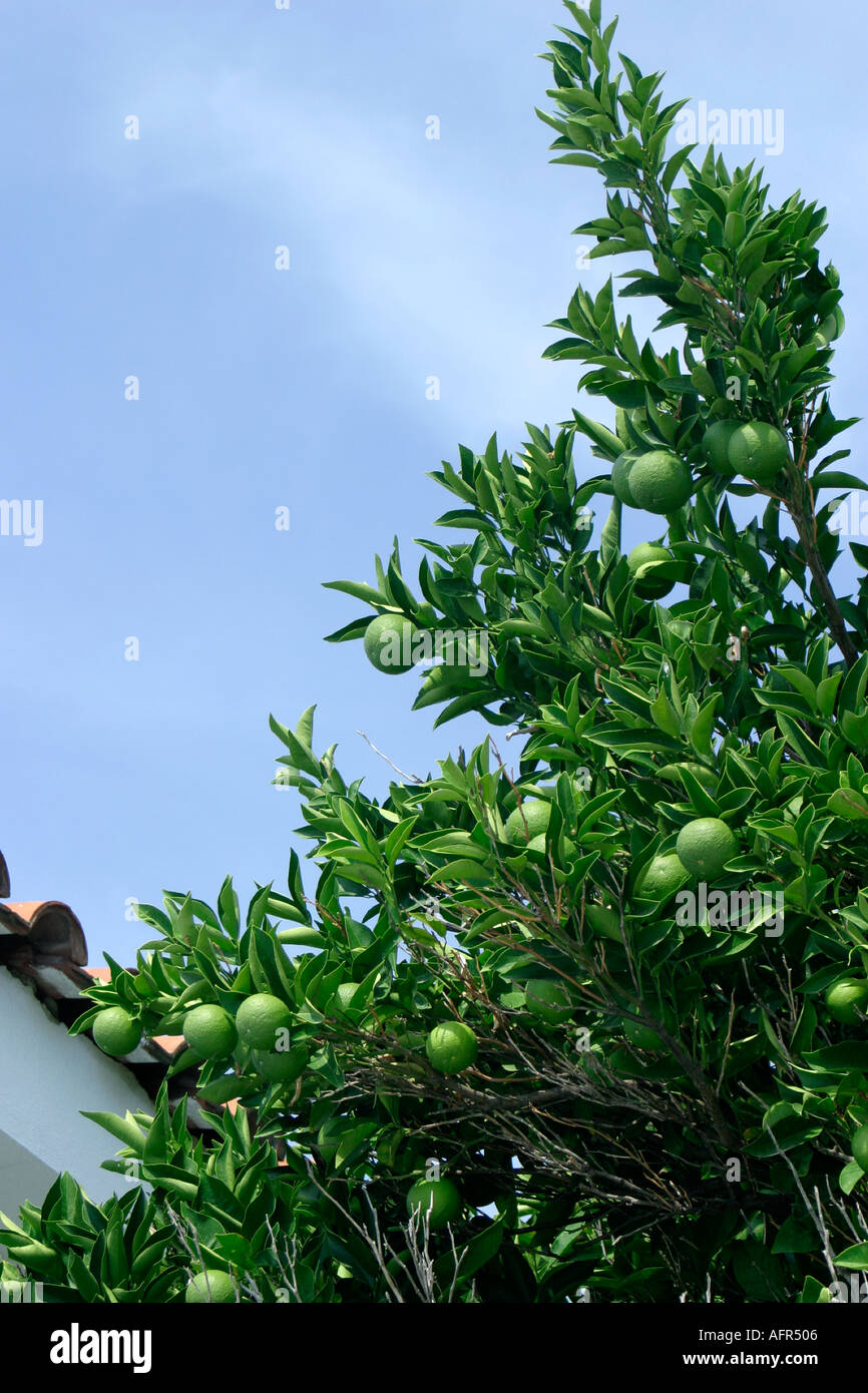 Limes on lime tree in Skiathos Stock Photo - Alamy
