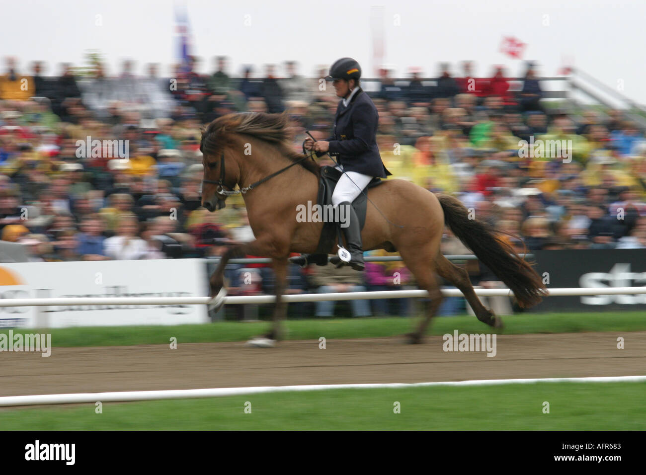 Iceland pony at the World Championship in Herning Denmark 2003 Stock ...