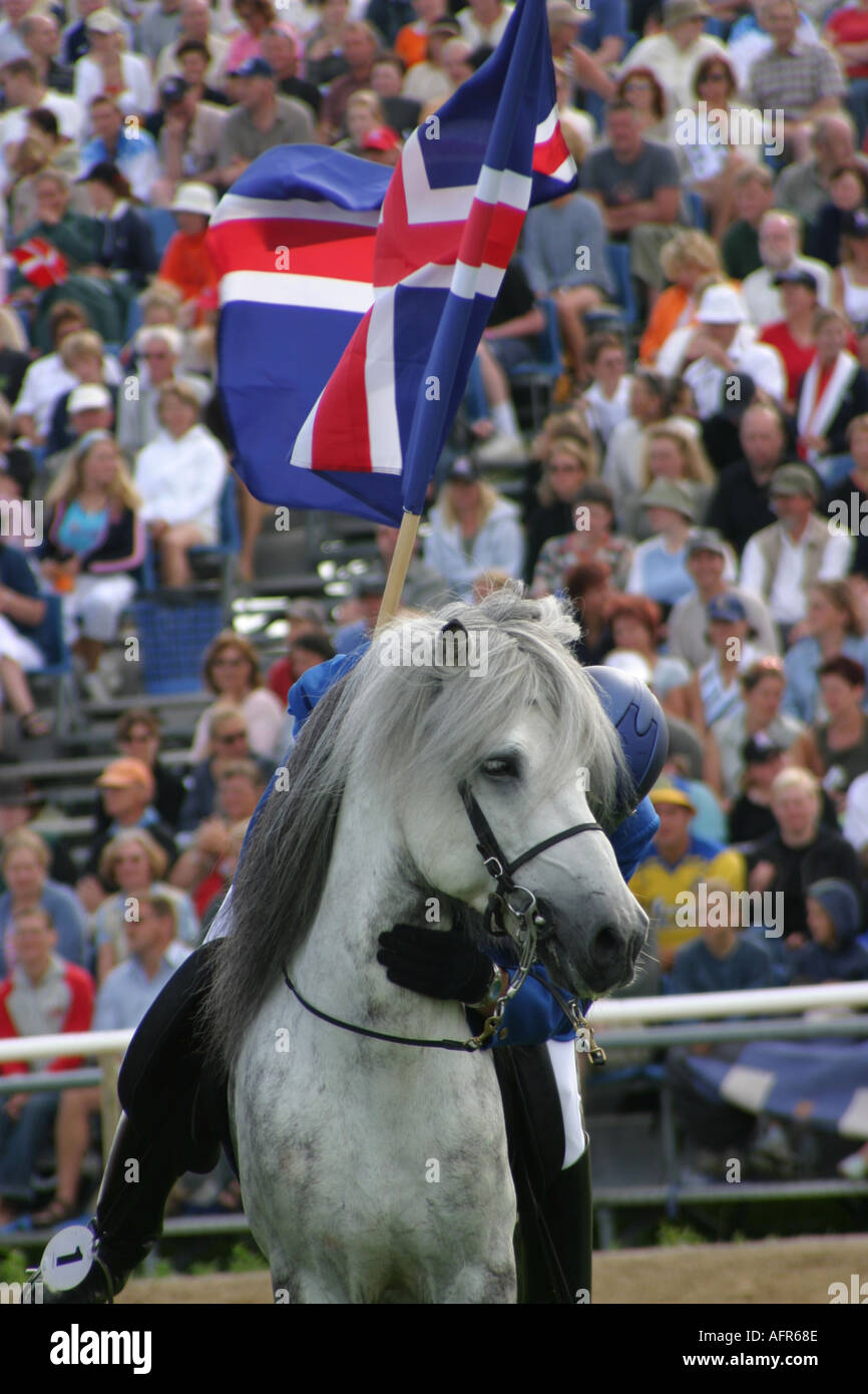 World championship iceland pony hi-res stock photography and images - Alamy
