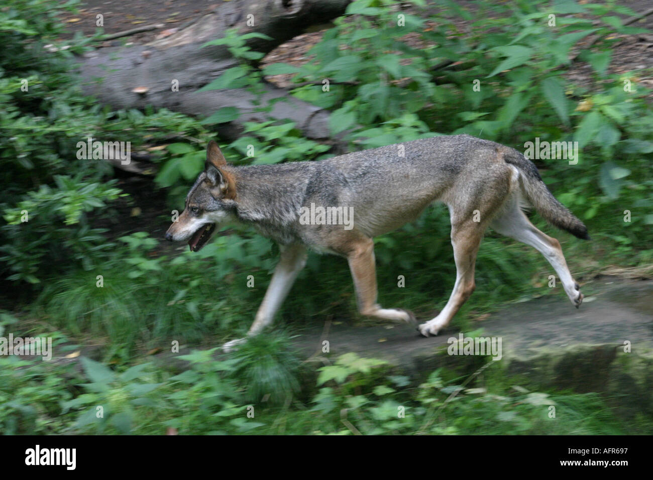 Gtrotting hi-res stock photography and images - Alamy