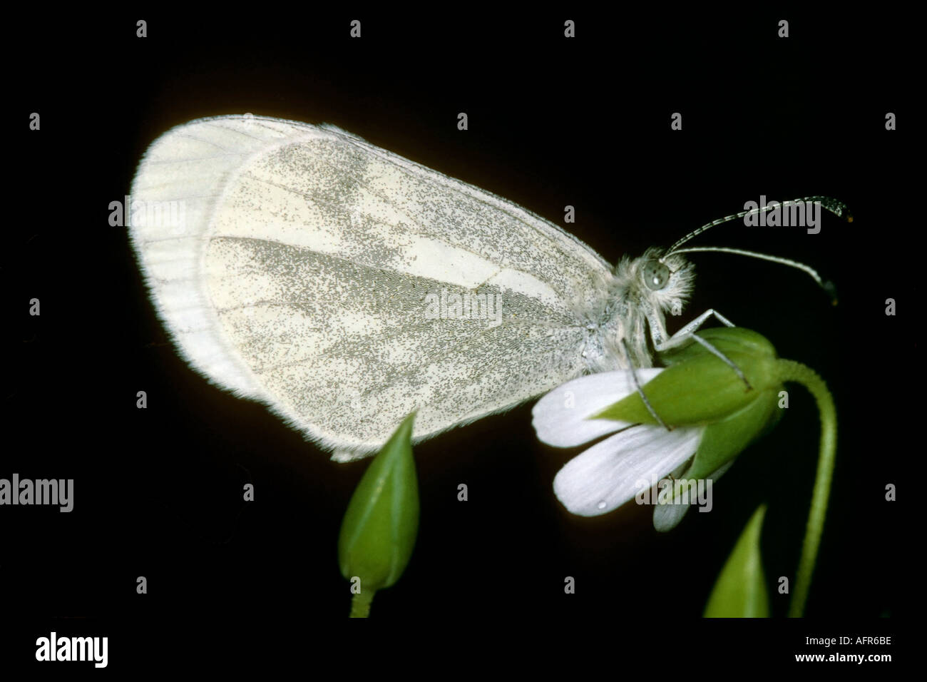 Leptidea sinapis wings hi-res stock photography and images - Alamy