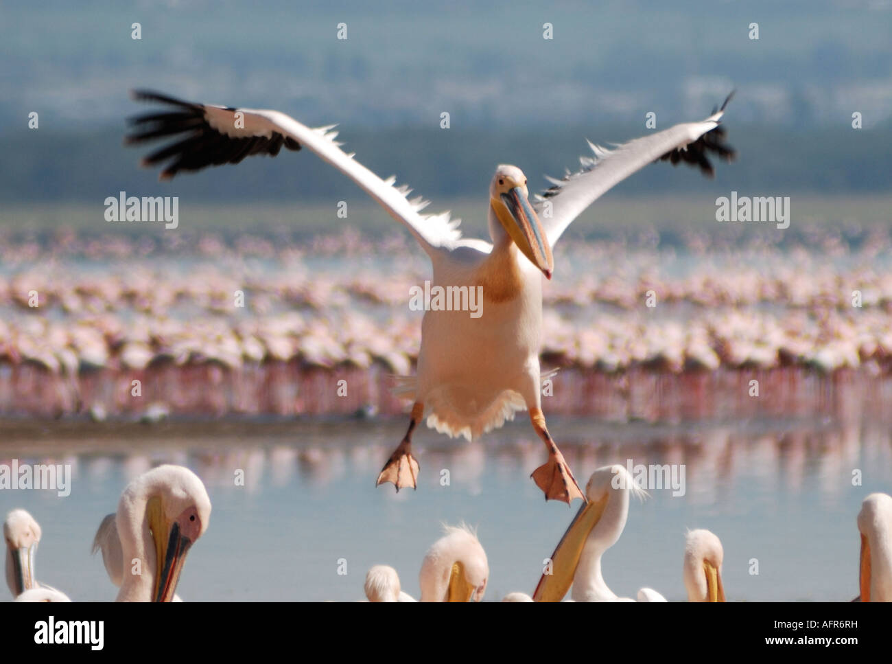White Pelican coming in to land on the shore line of Lake Nakuru Lake ...