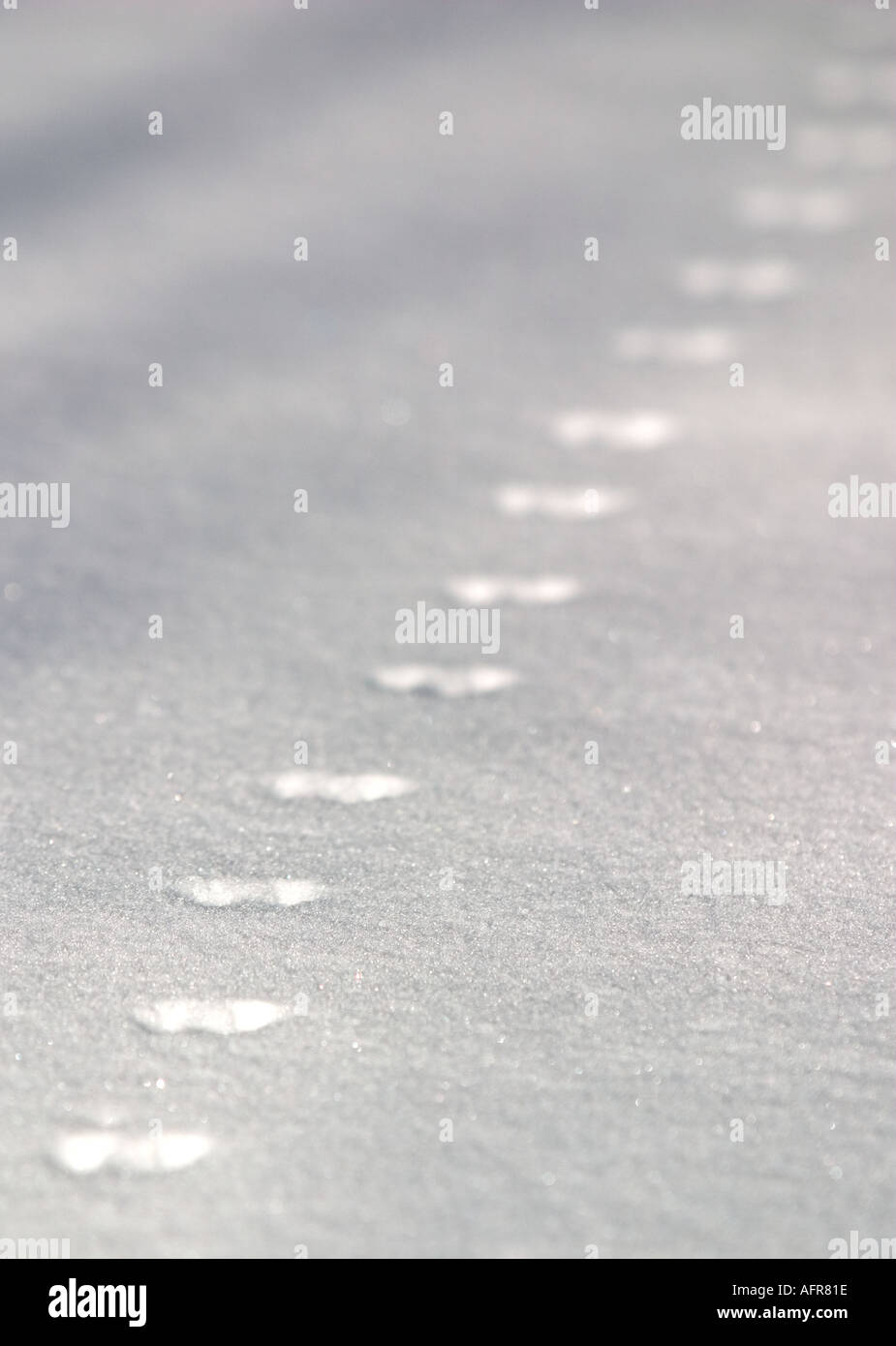 Small animal mouse tracks hi-res stock photography and images - Alamy