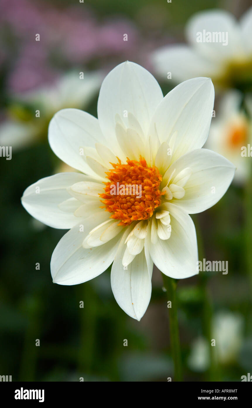 Dahlia Trelyn Daisy Stock Photo - Alamy
