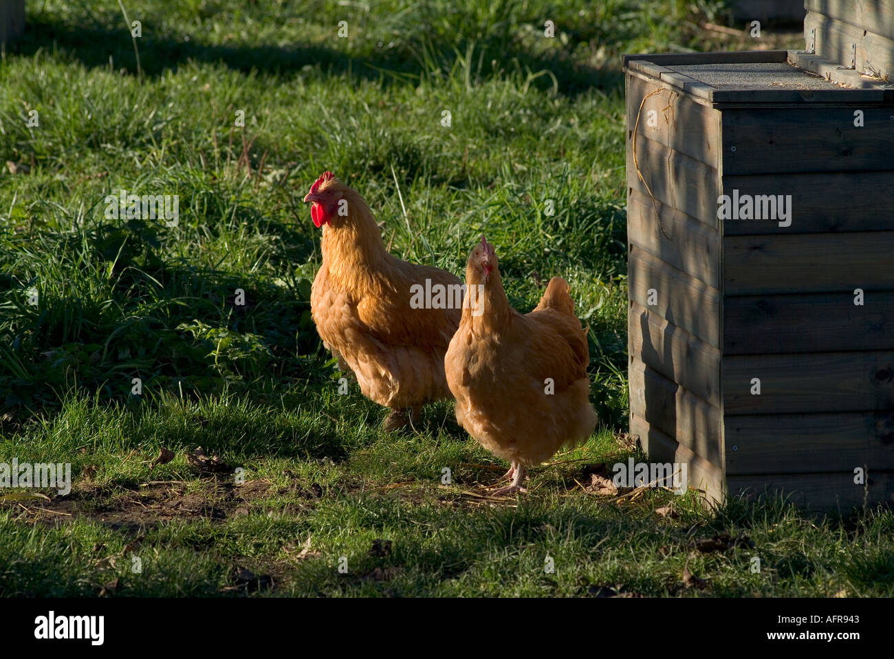 freerange chicken peck cluck egg farm farming agriculture hen cock ...