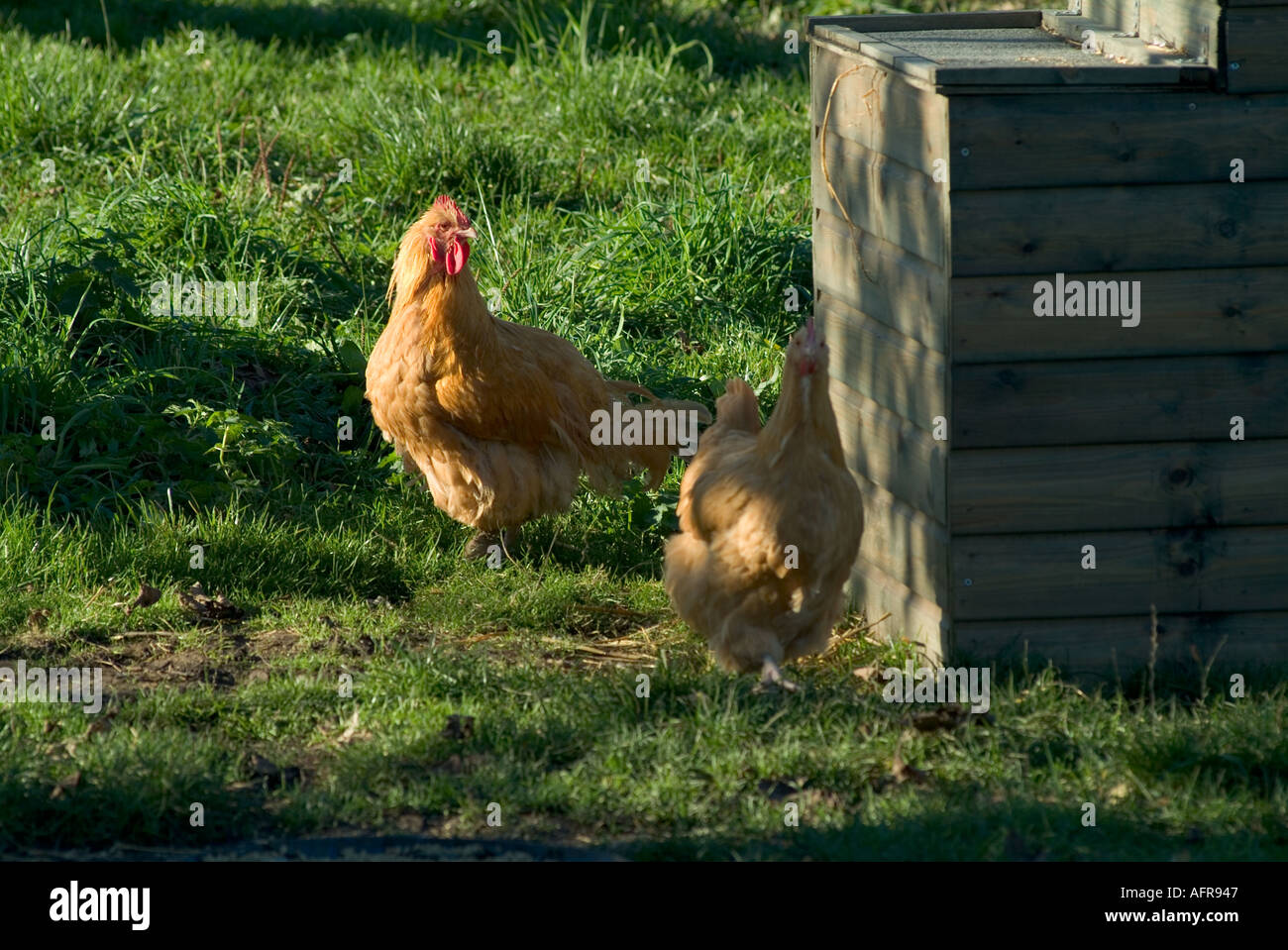 bird, flu, avaian, h5n1, freerange chicken peck cluck egg farm farming ...