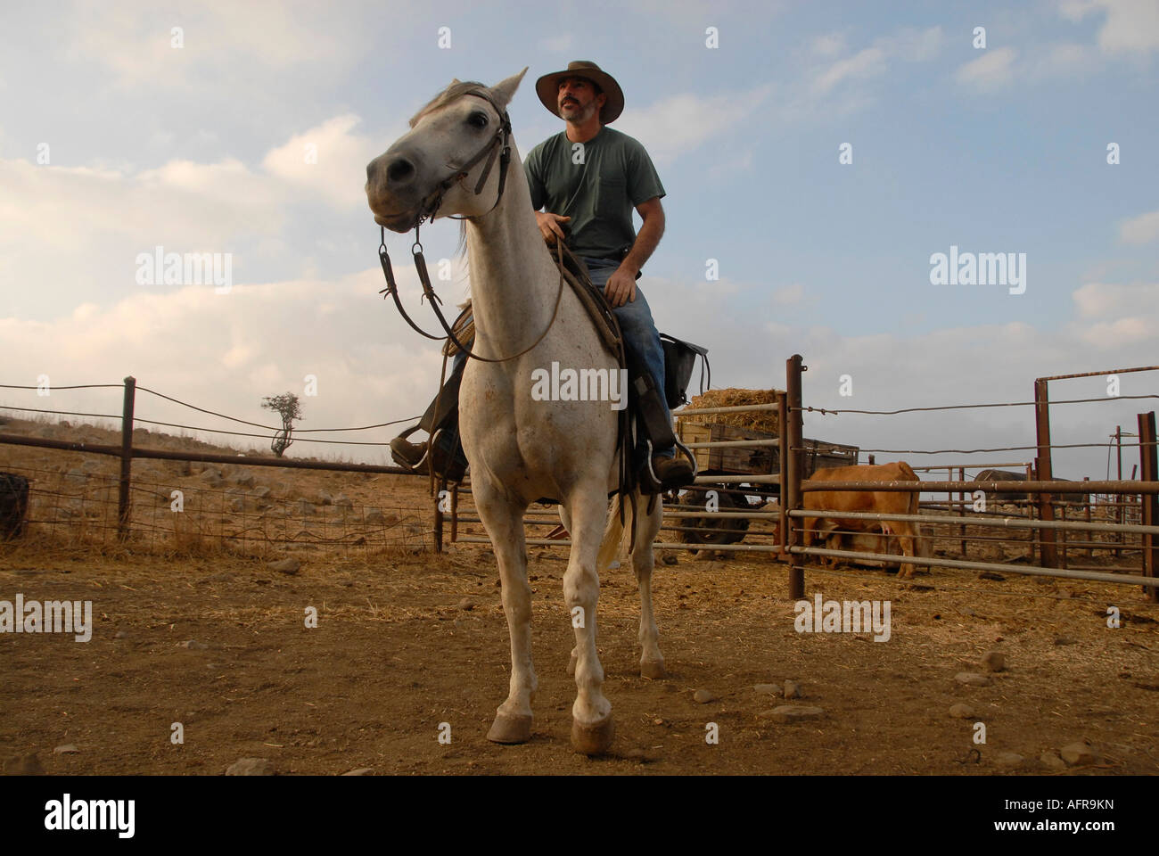 Israeli cattle rancher Avshi Ferstman from the village of Had-Nes ...