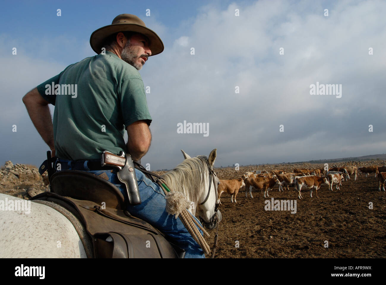 An Israeli cattle rancher wearing a pistol mounted on a horse in the ...