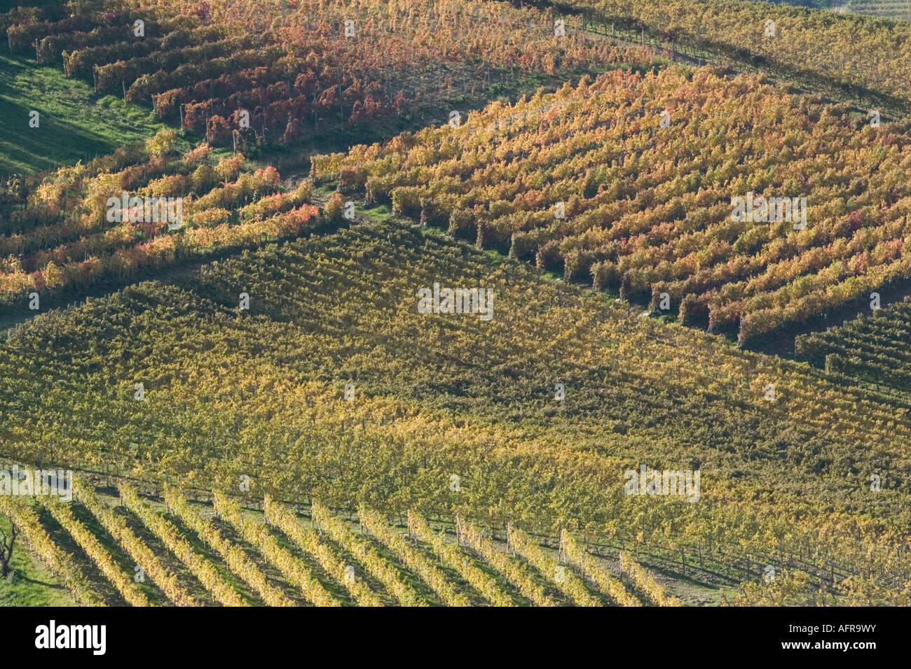 Autumnal vineyards, Serralunga d'alba, Piemonte, Italy Stock Photo - Alamy