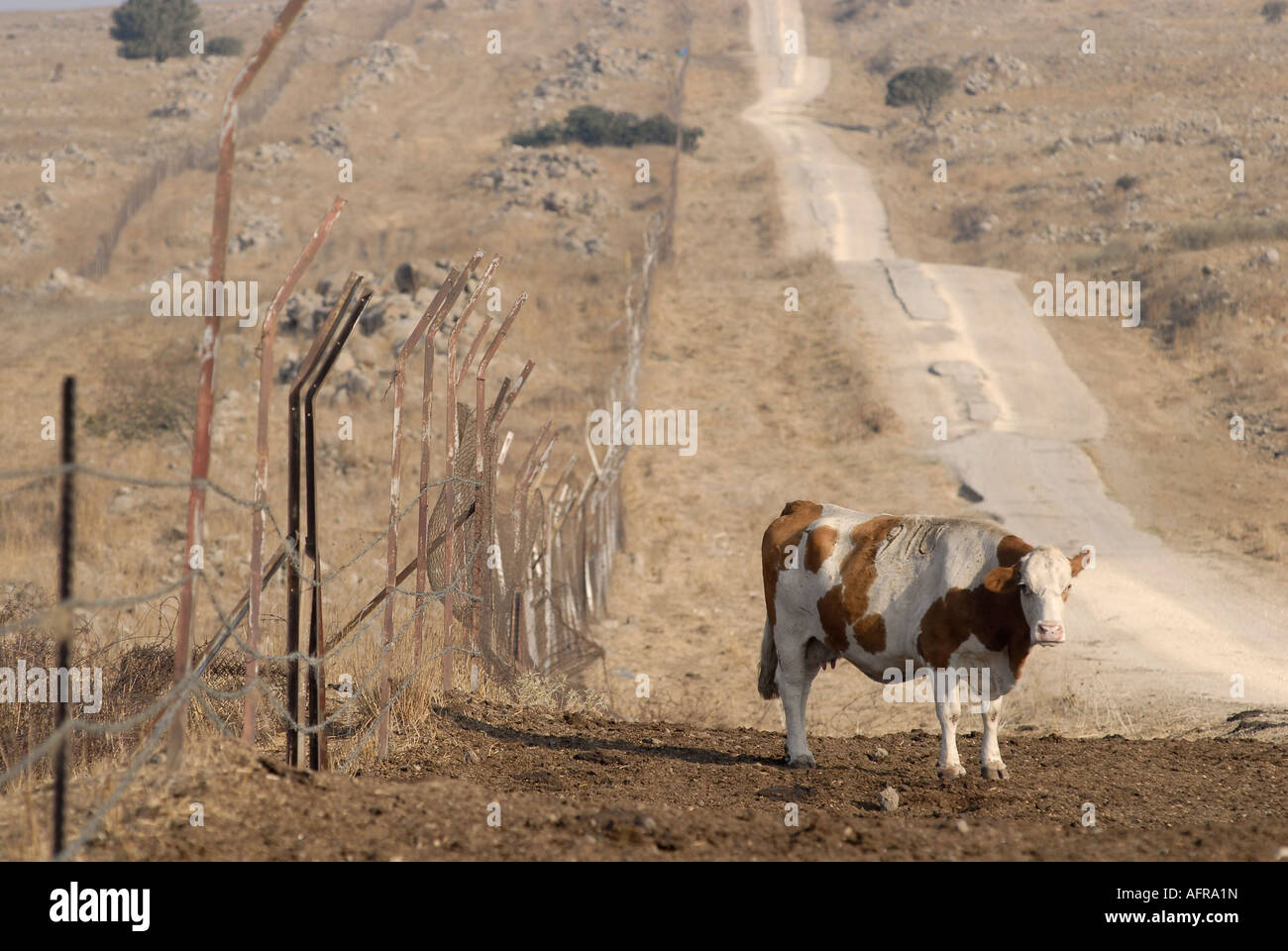 Cow on cracked asphalt road in the Golan heights near the Israeli ...
