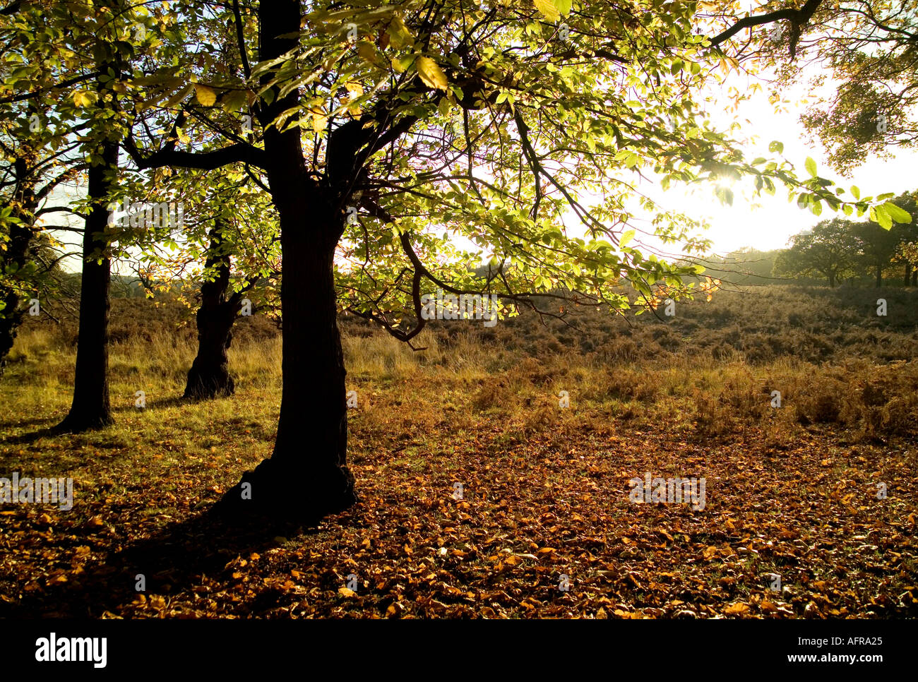 Autumn trees in Richmond Park London Stock Photo - Alamy