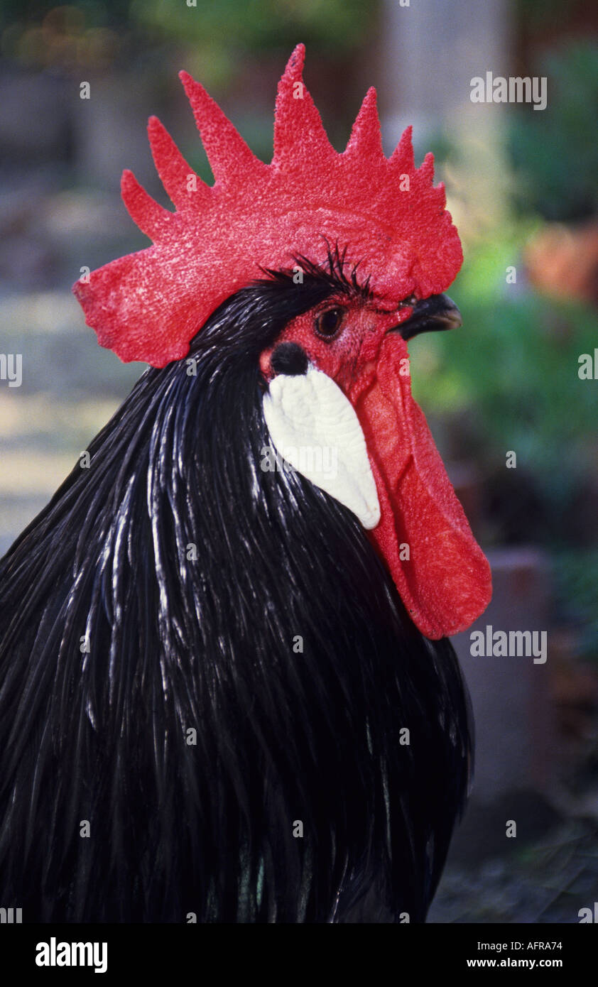 Black Rooster red crest Stock Photo - Alamy