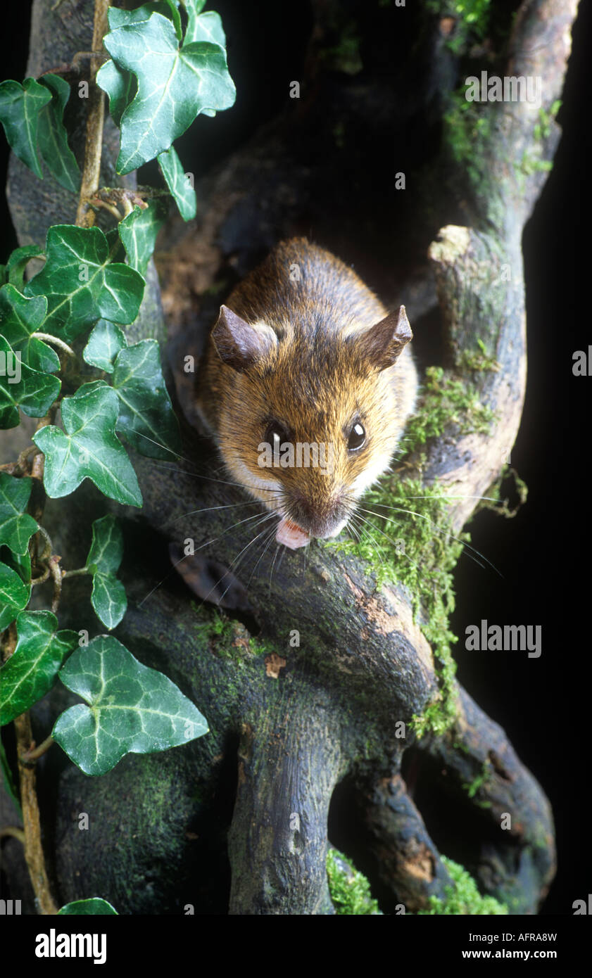 Wood mouse eating at entrance to nesting hole Stock Photo - Alamy