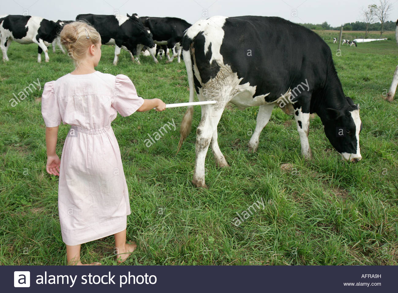 Indiana Shipshewana Amish Farm Tour Stock Photos & Indiana Shipshewana ...