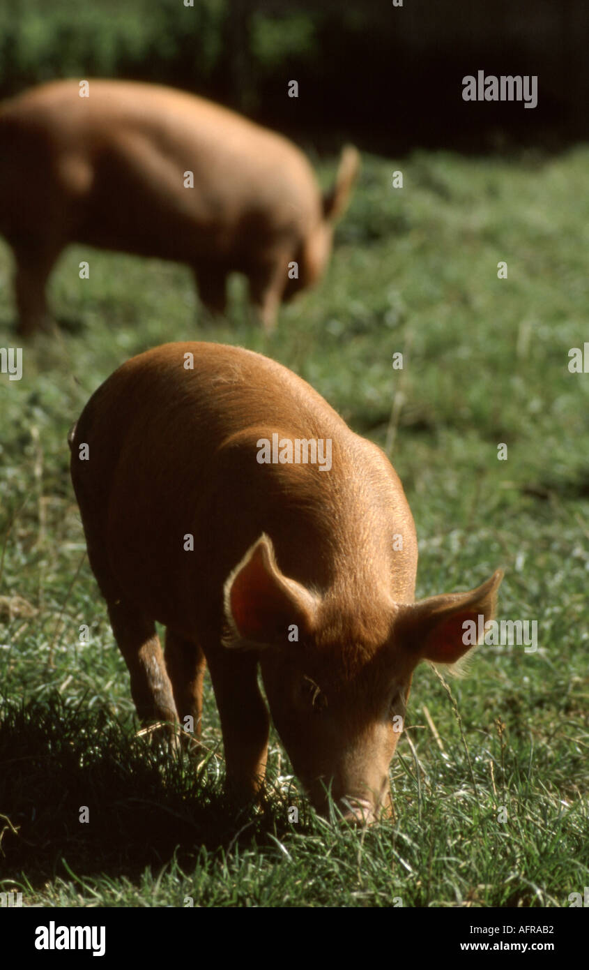 Tamworth pigs hi-res stock photography and images - Alamy