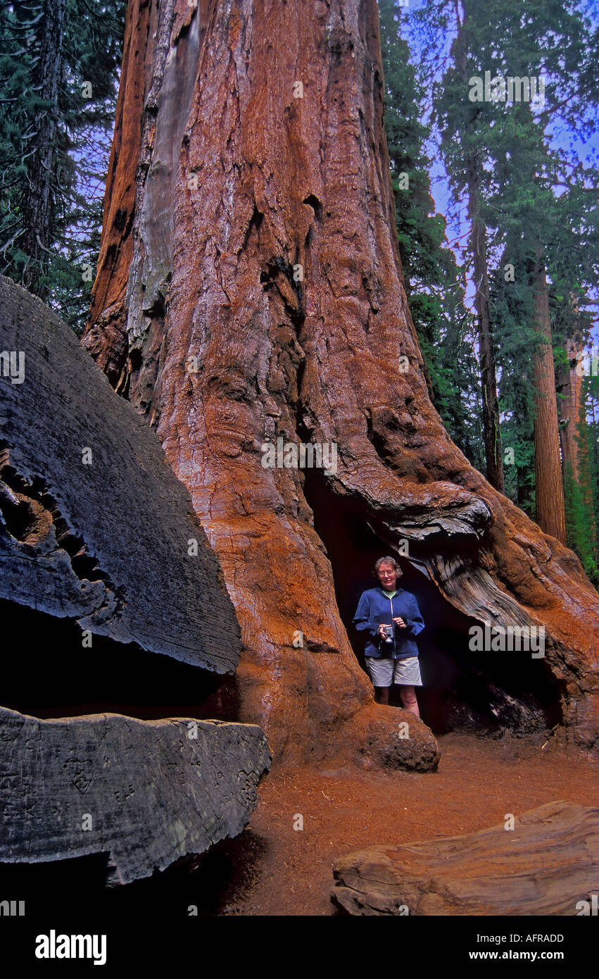 Redwood tree at Sequoia National Park with a tourist giving scale ...