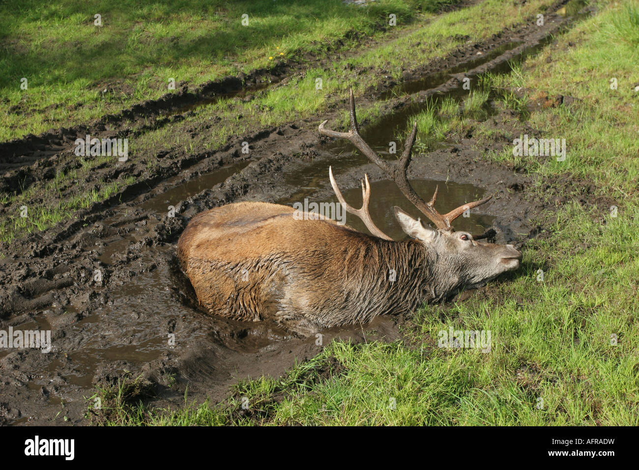Red deer wallow scotland hi-res stock photography and images - Alamy