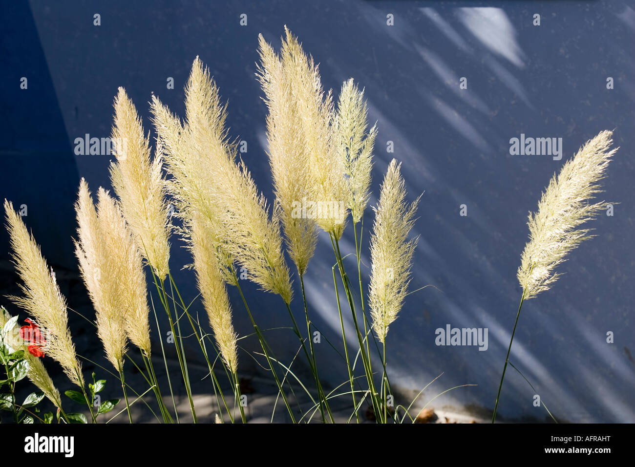 Tall ornamental grasses feathery plumes hi-res stock photography and ...