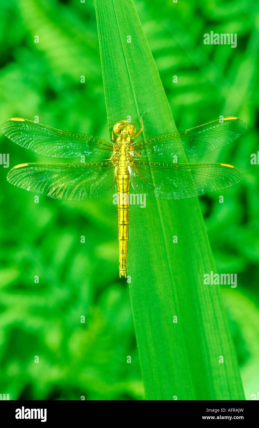 Rush darter hi-res stock photography and images - Alamy