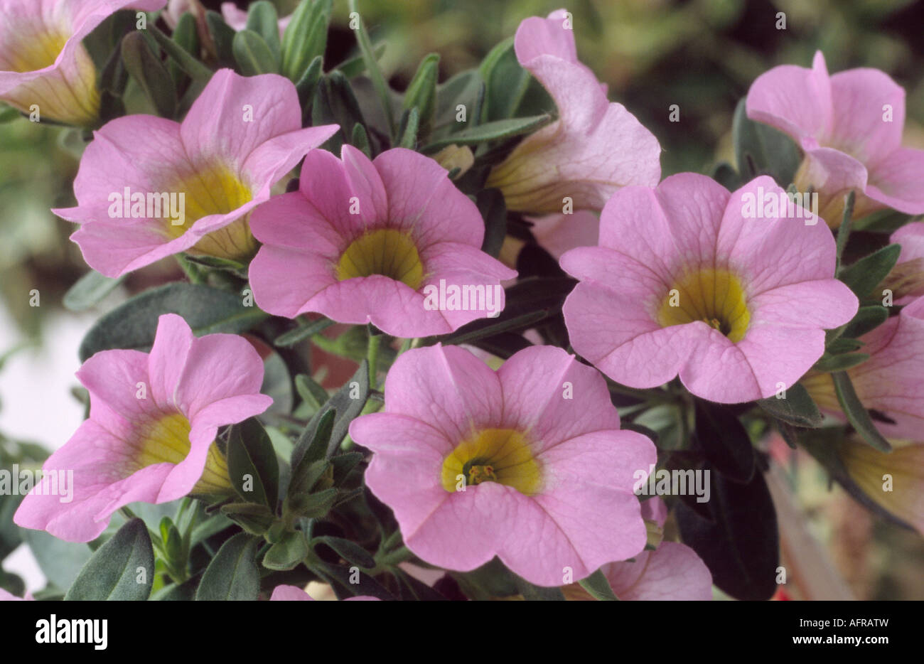 Calibrachoa 'Sunbelpapi' (Million Bells Series) Million Bells Salmon ...