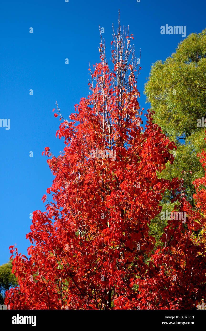 Red Maple tree against blue sky Stock Photo - Alamy