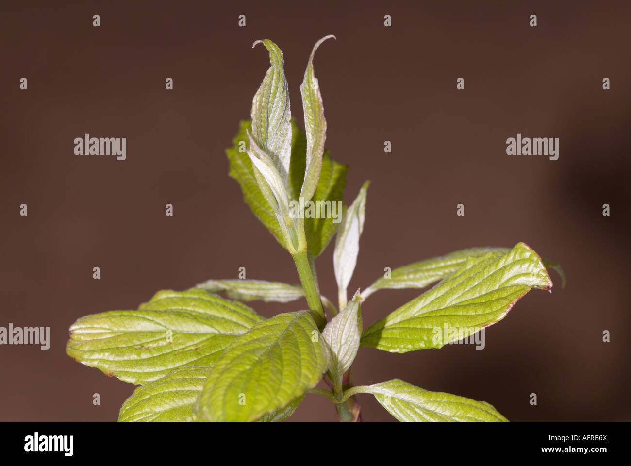 Macro image of a dogwood Cornaceae cornus leaf Stock Photo - Alamy