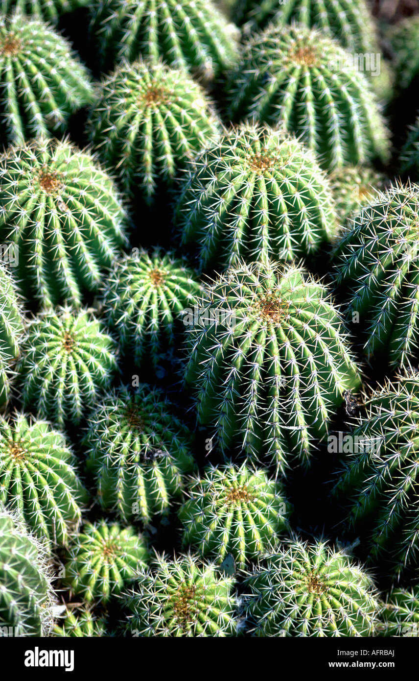 Plants cactus lobivia hi-res stock photography and images - Alamy