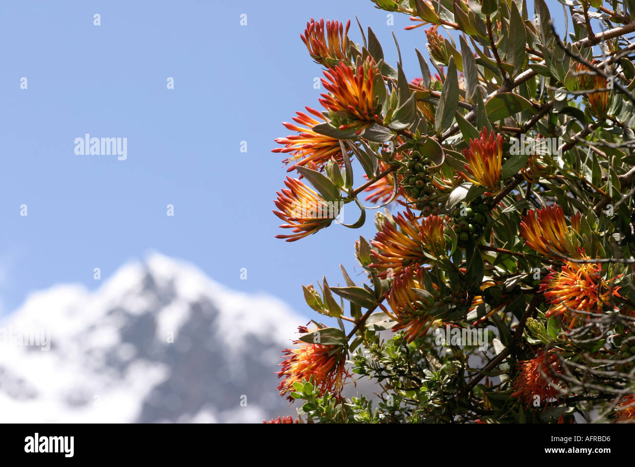Trekking in Peru s Santa Cruz trail near Huaraz Stock Photo - Alamy