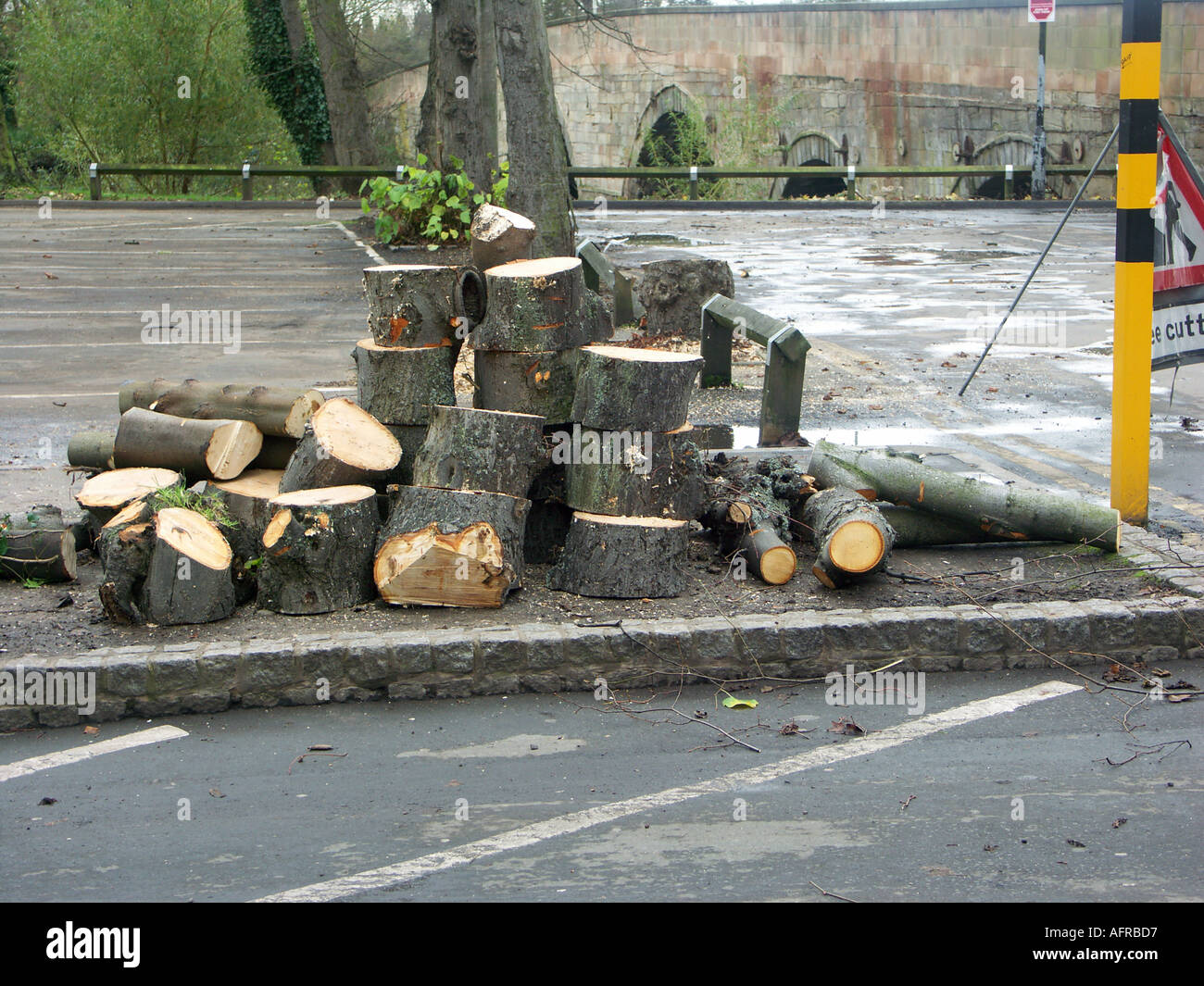 Felled trees awaiting clearance from a car park where unsafe trees have ...