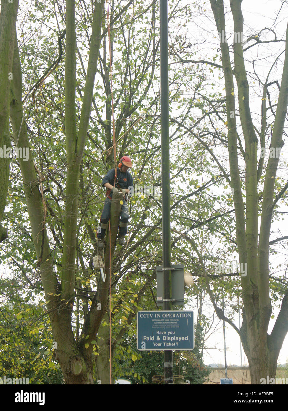 Man up a tree with chainsaw cutting branches off Stock Photo - Alamy