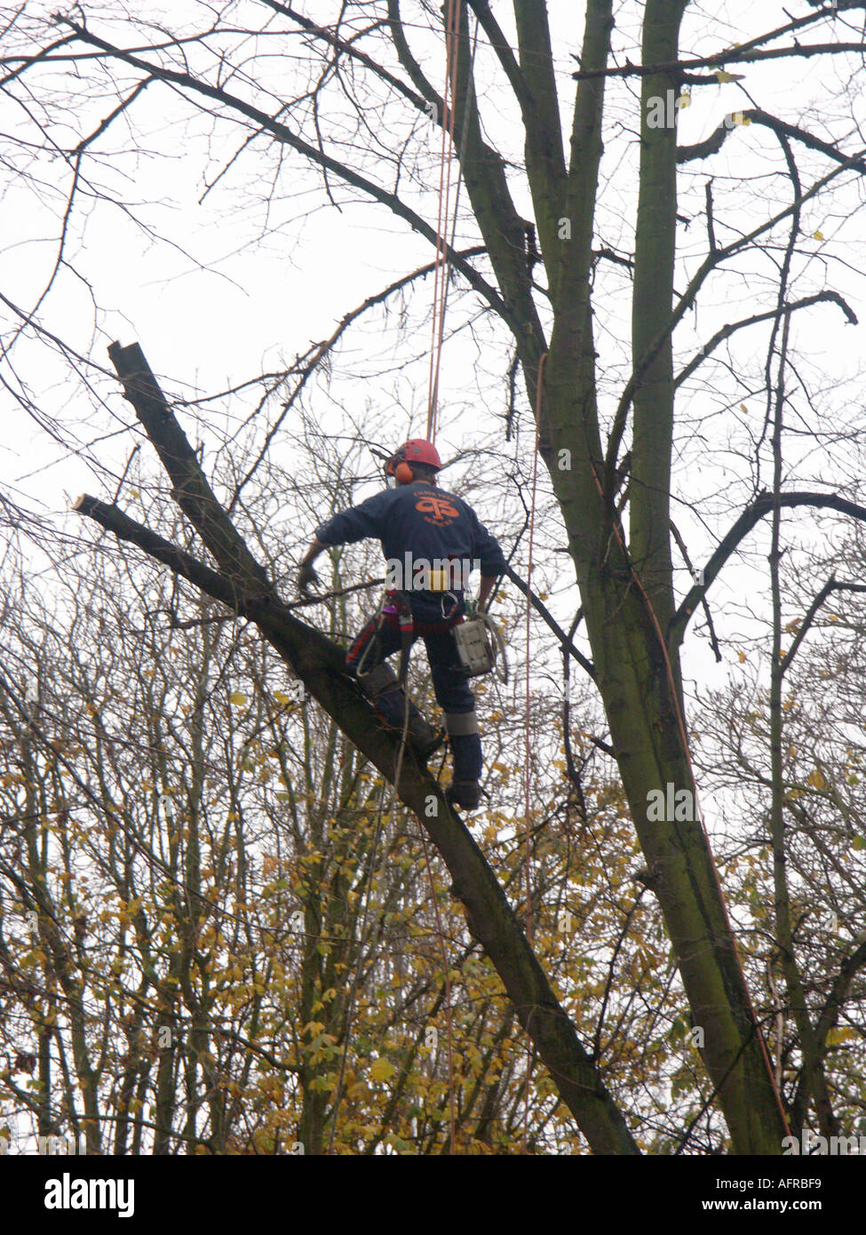 Man up a tree with chainsaw cutting branches off Stock Photo - Alamy