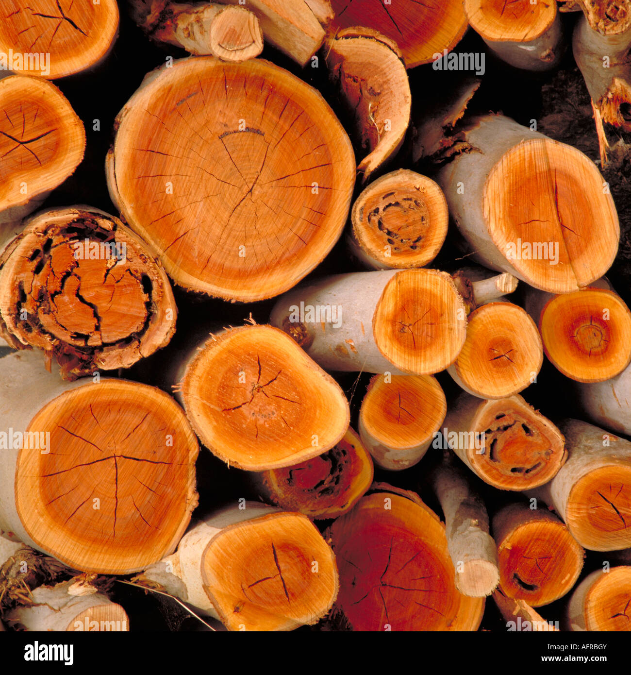 Close-up of a pile of logs showing the cut tree trunks Stock Photo - Alamy