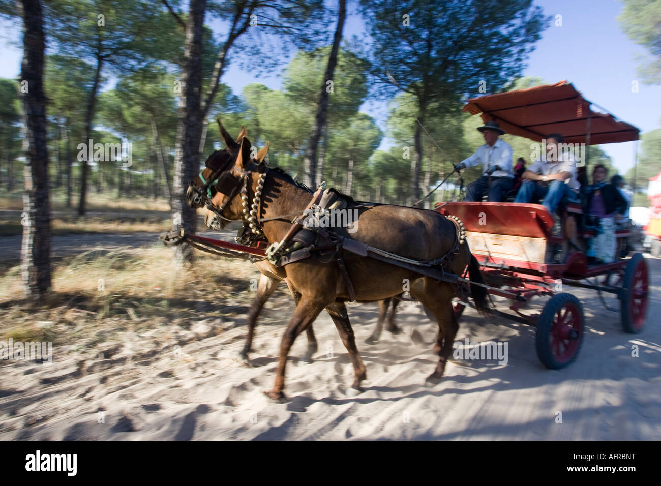 Mule drawn carriage hi-res stock photography and images - Alamy