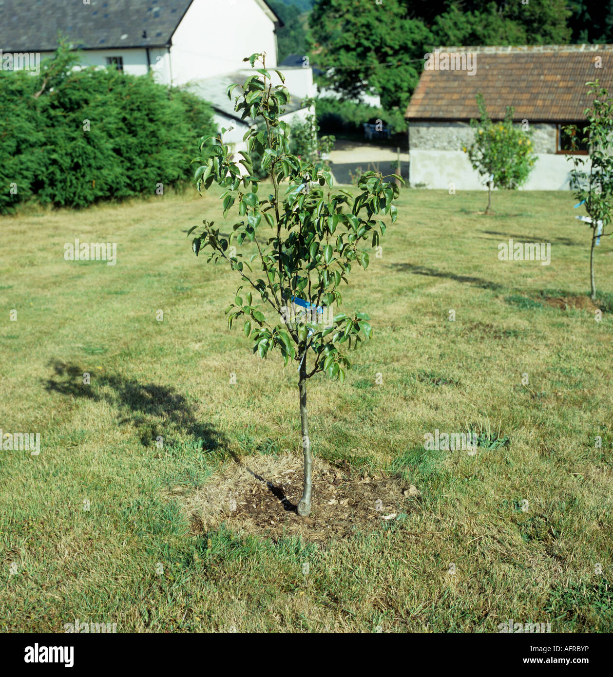 Pear tree hi-res stock photography and images - Alamy