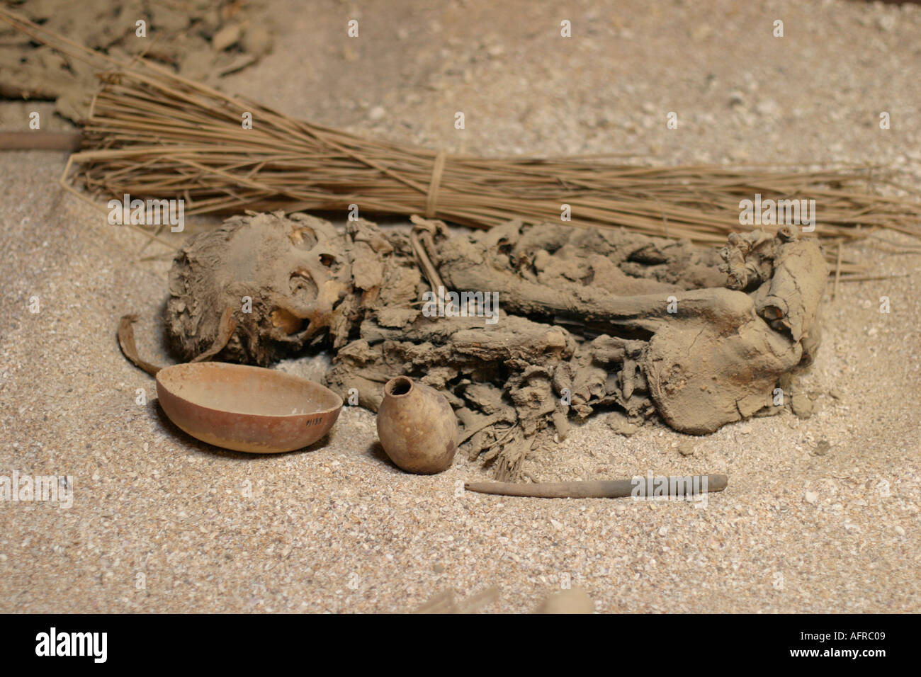 Human mummy Paraca pre Inca culture Cerro Colorado museum Peru Stock ...