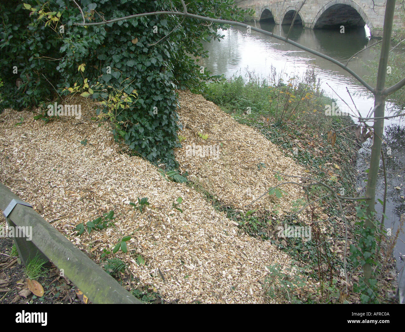 Pile of chippings from felled trees Stock Photo - Alamy