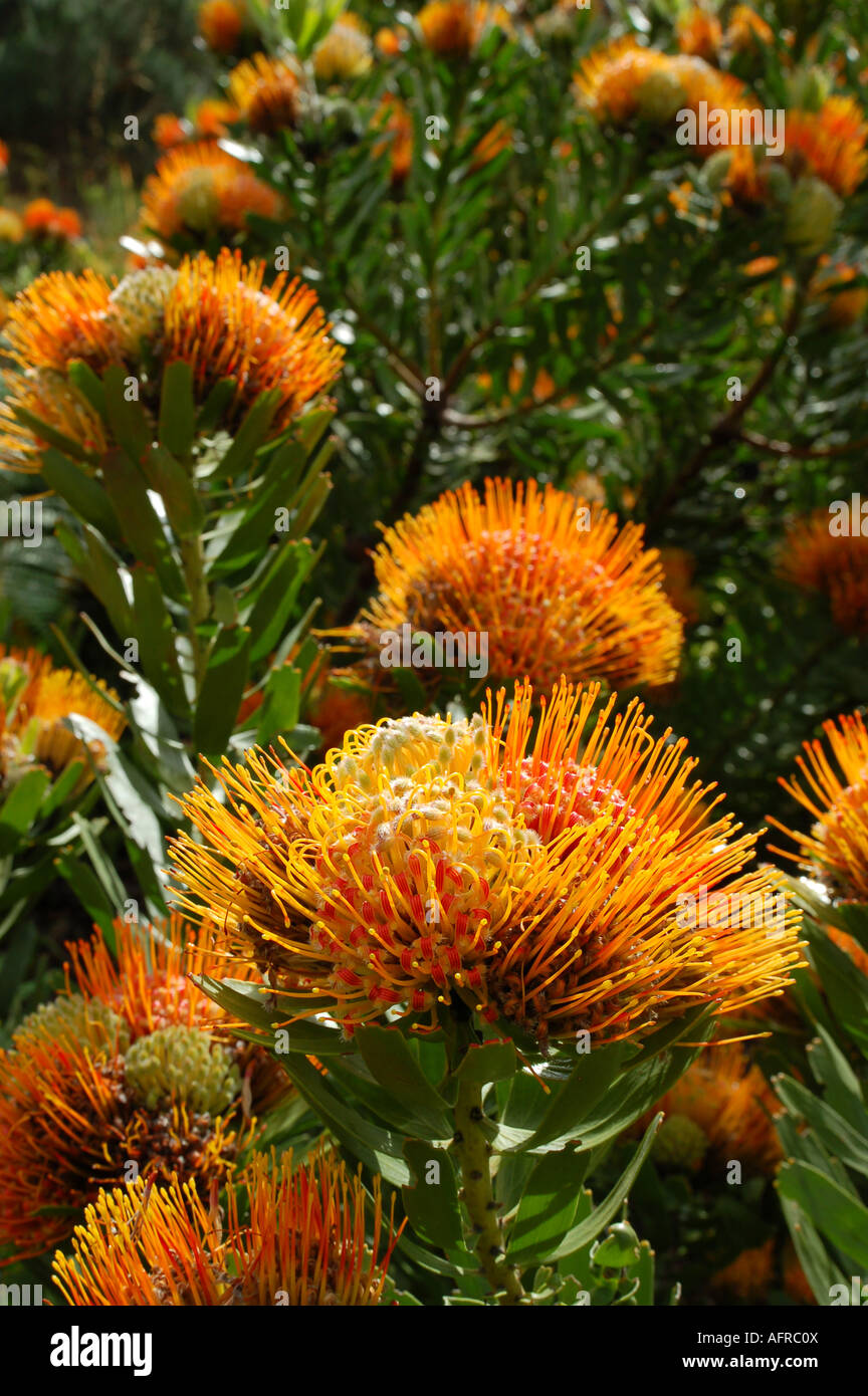 Protea SouthAfrica Leucospermum Stock Photo - Alamy