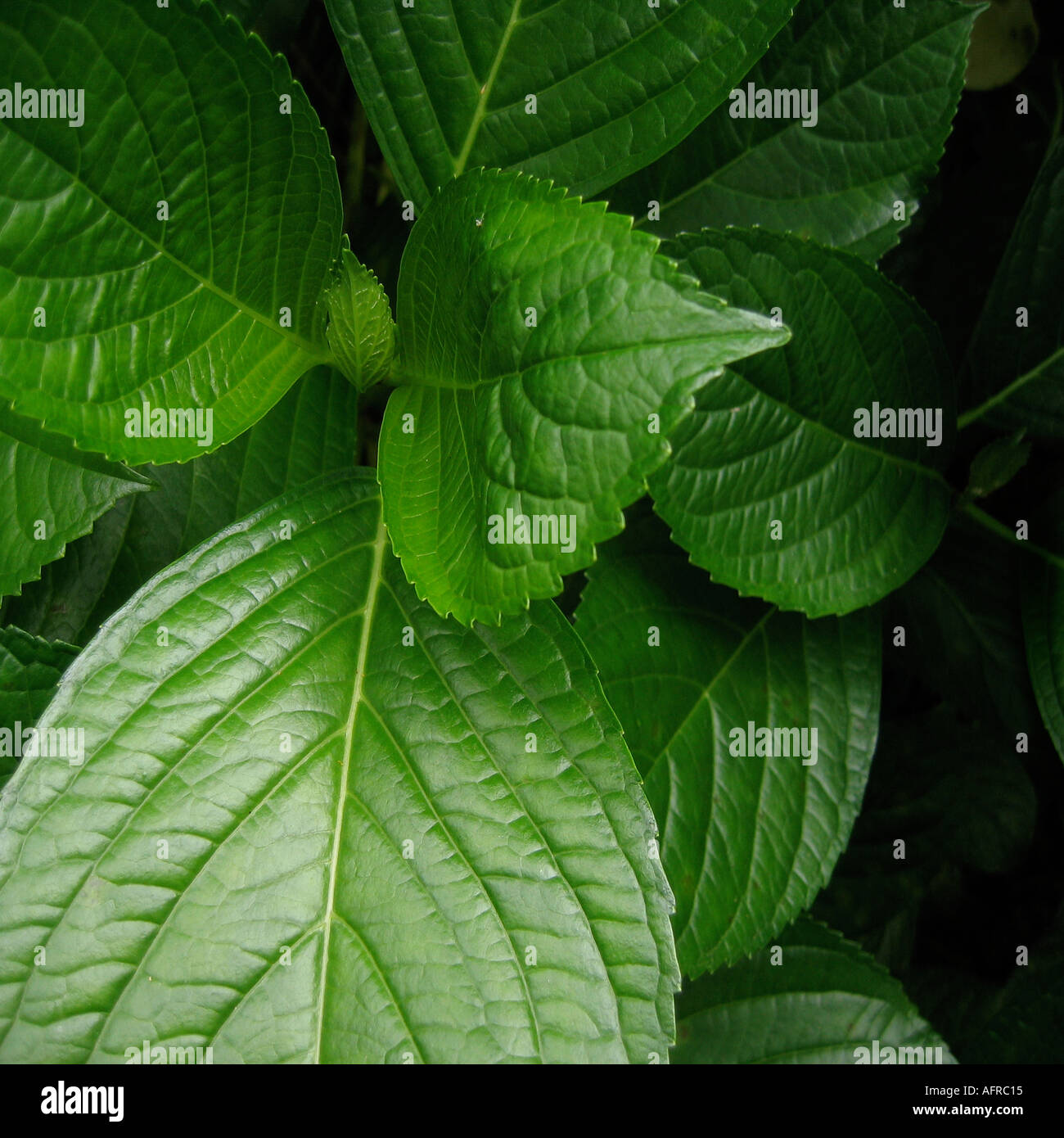 Oval dark green foliage hi-res stock photography and images - Alamy