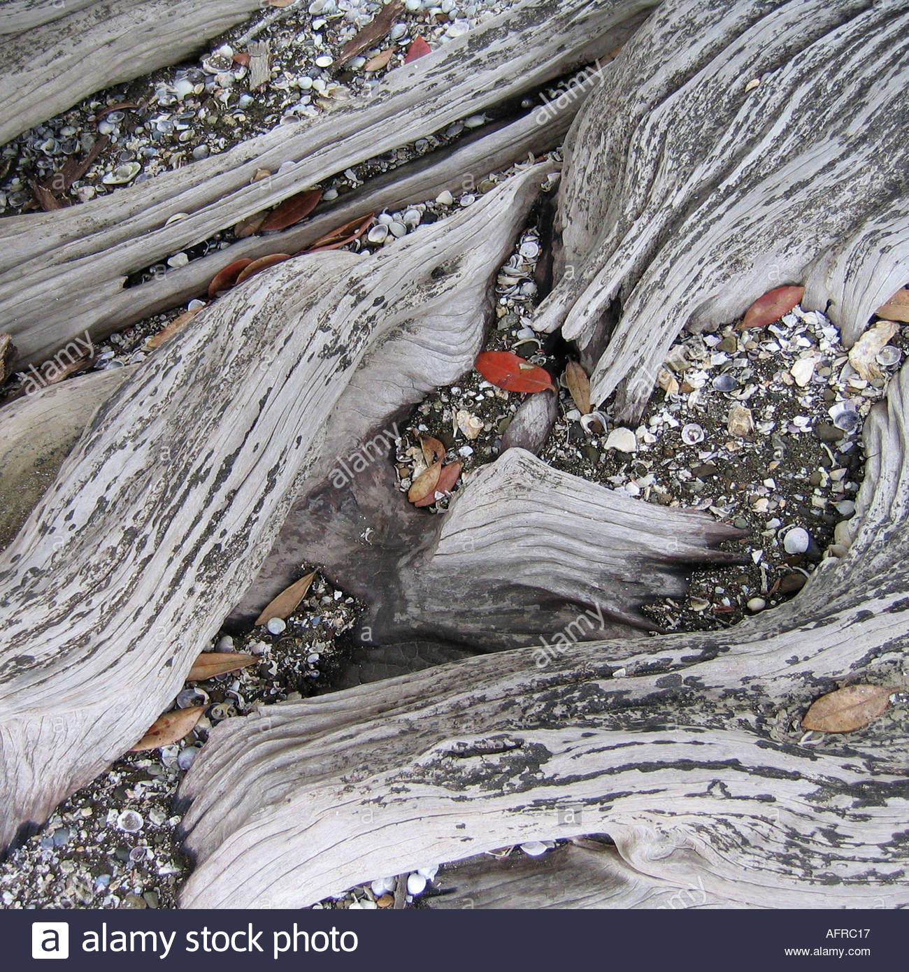 Roots on the beach Stock Photo - Alamy
