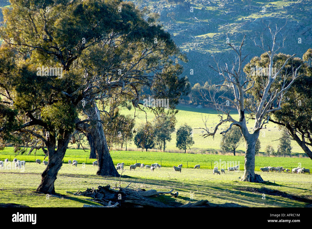 Large trees beside field with grazing sheep in Australian countryside ...