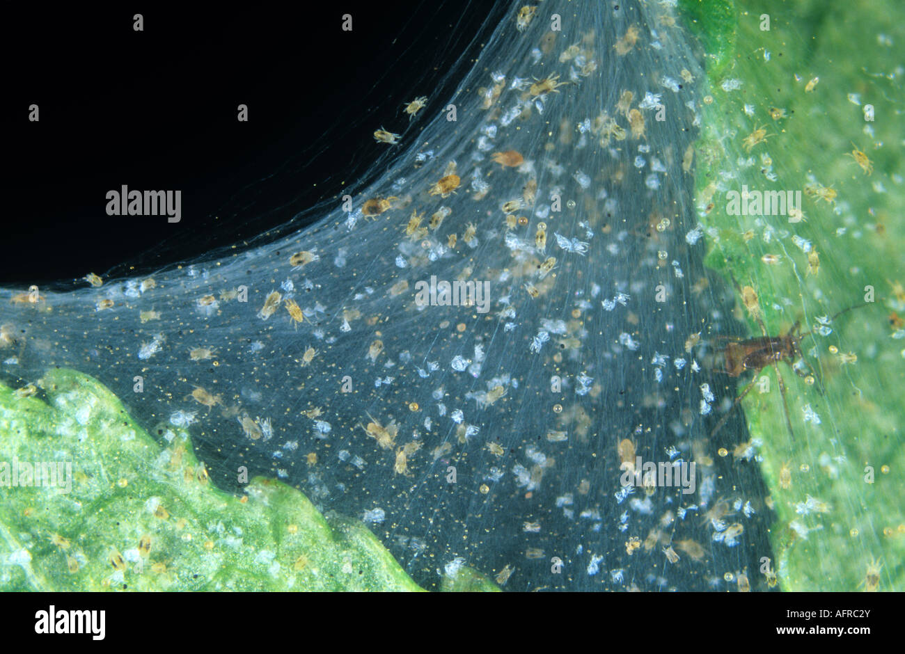 Spider mites hi-res stock photography and images - Alamy