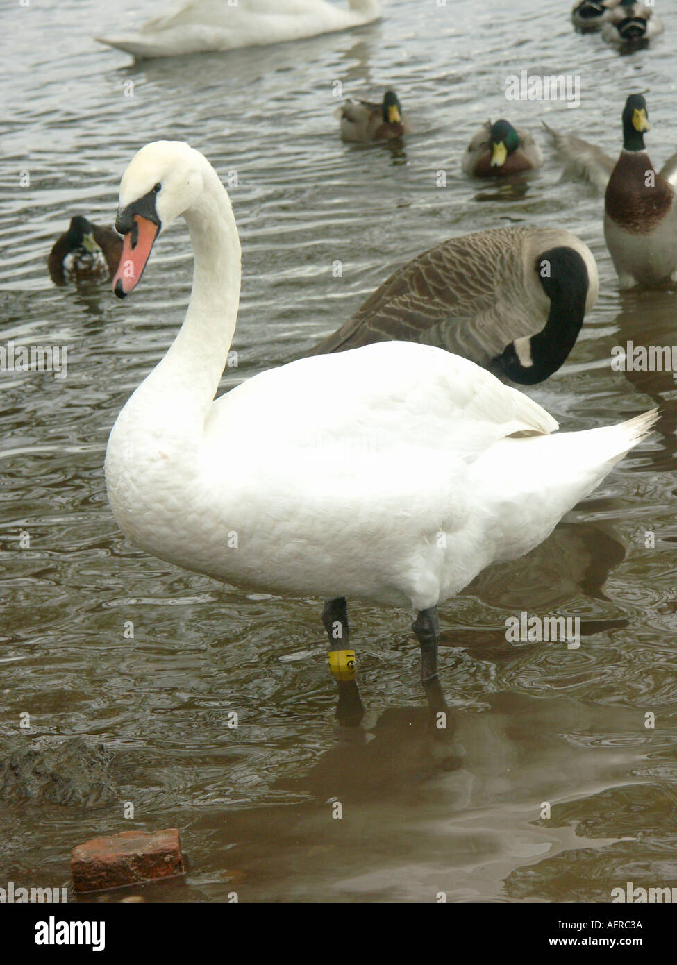 Swan with leg ring Stock Photo - Alamy