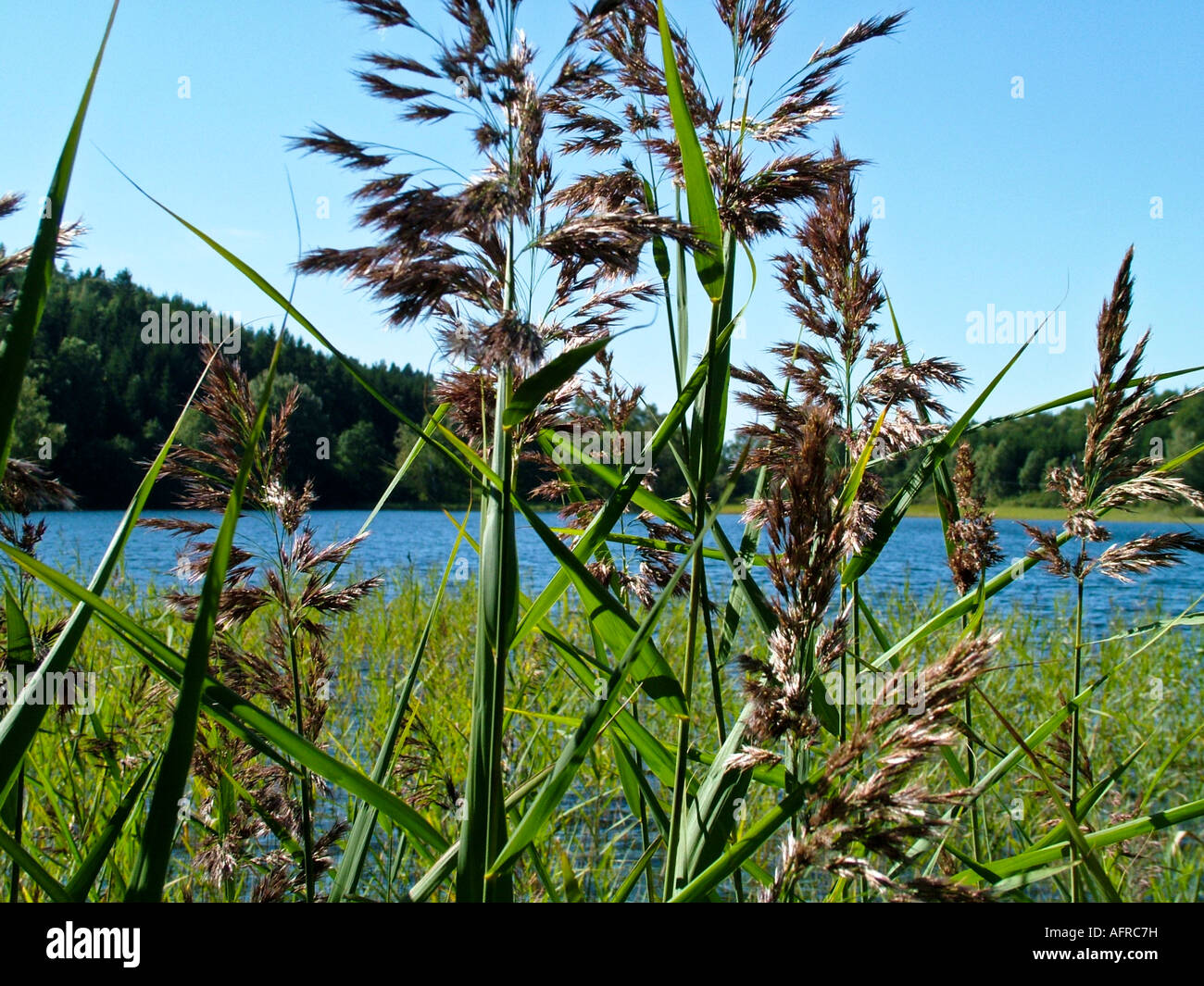 Grasses on the edge of the forest hi-res stock photography and images ...