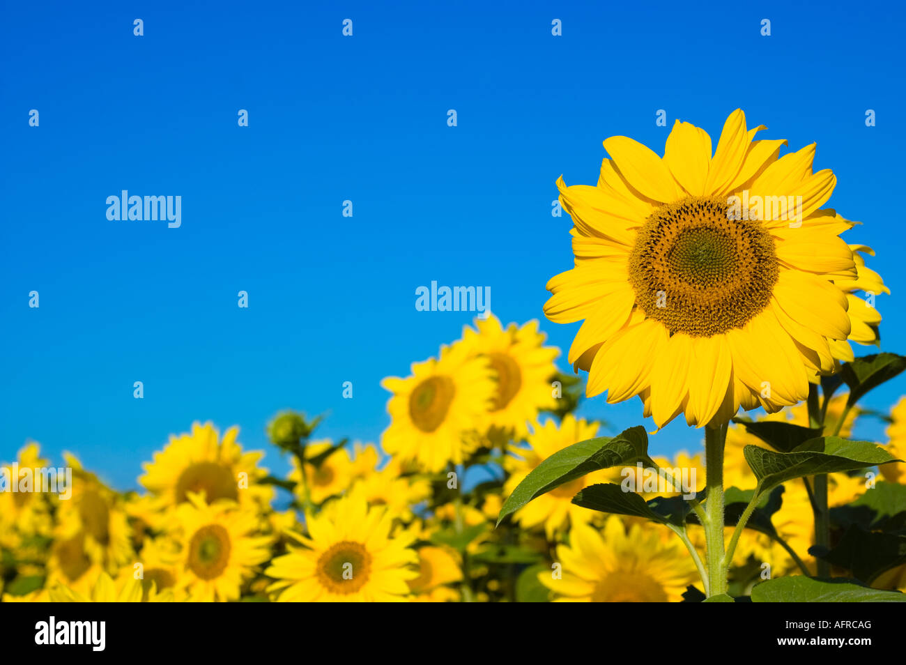beautiful sunflowers with blue sky Stock Photo - Alamy