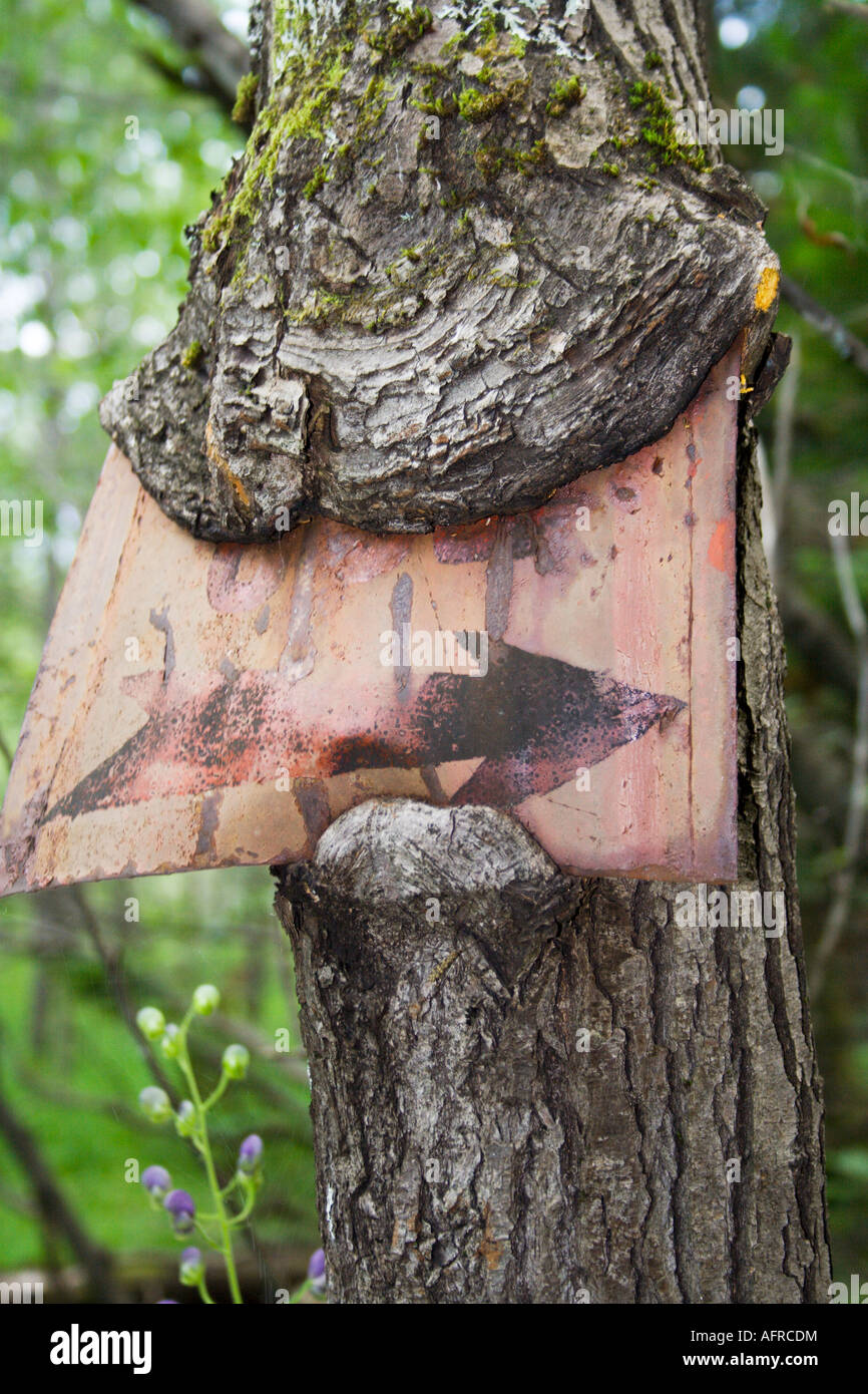 Tree trank hi-res stock photography and images - Alamy