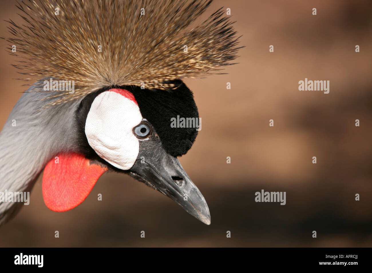 Crowned crane head shot Stock Photo - Alamy