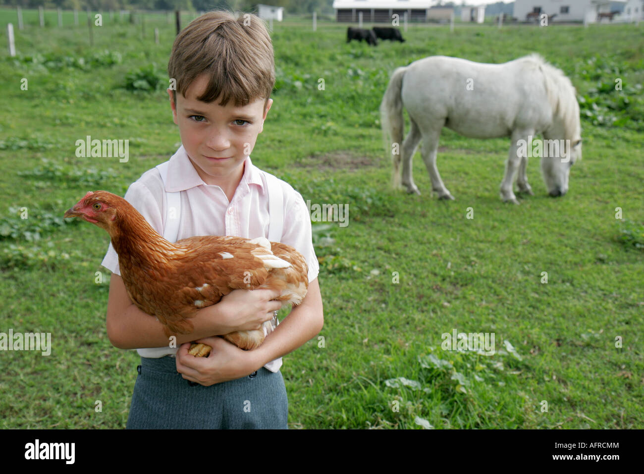 Amish farm tour hi-res stock photography and images - Alamy