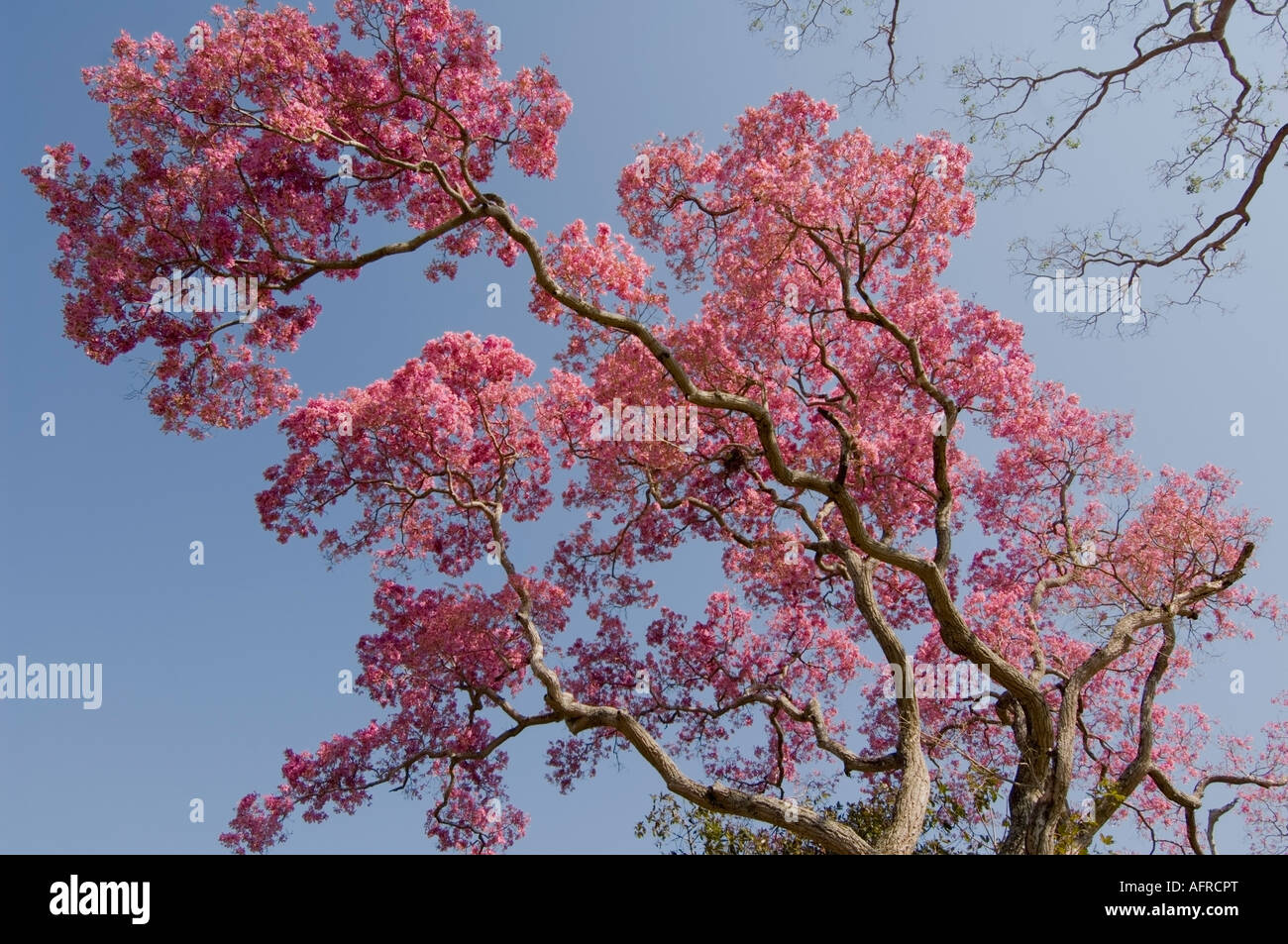 Ipe Roxo High Resolution Stock Photography and Images - Alamy