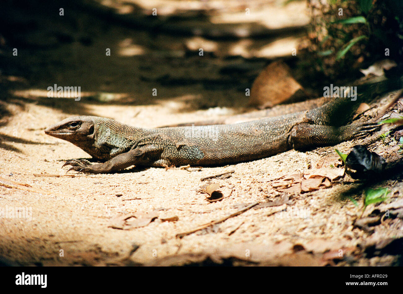 Lizards of terengganu hi-res stock photography and images - Alamy