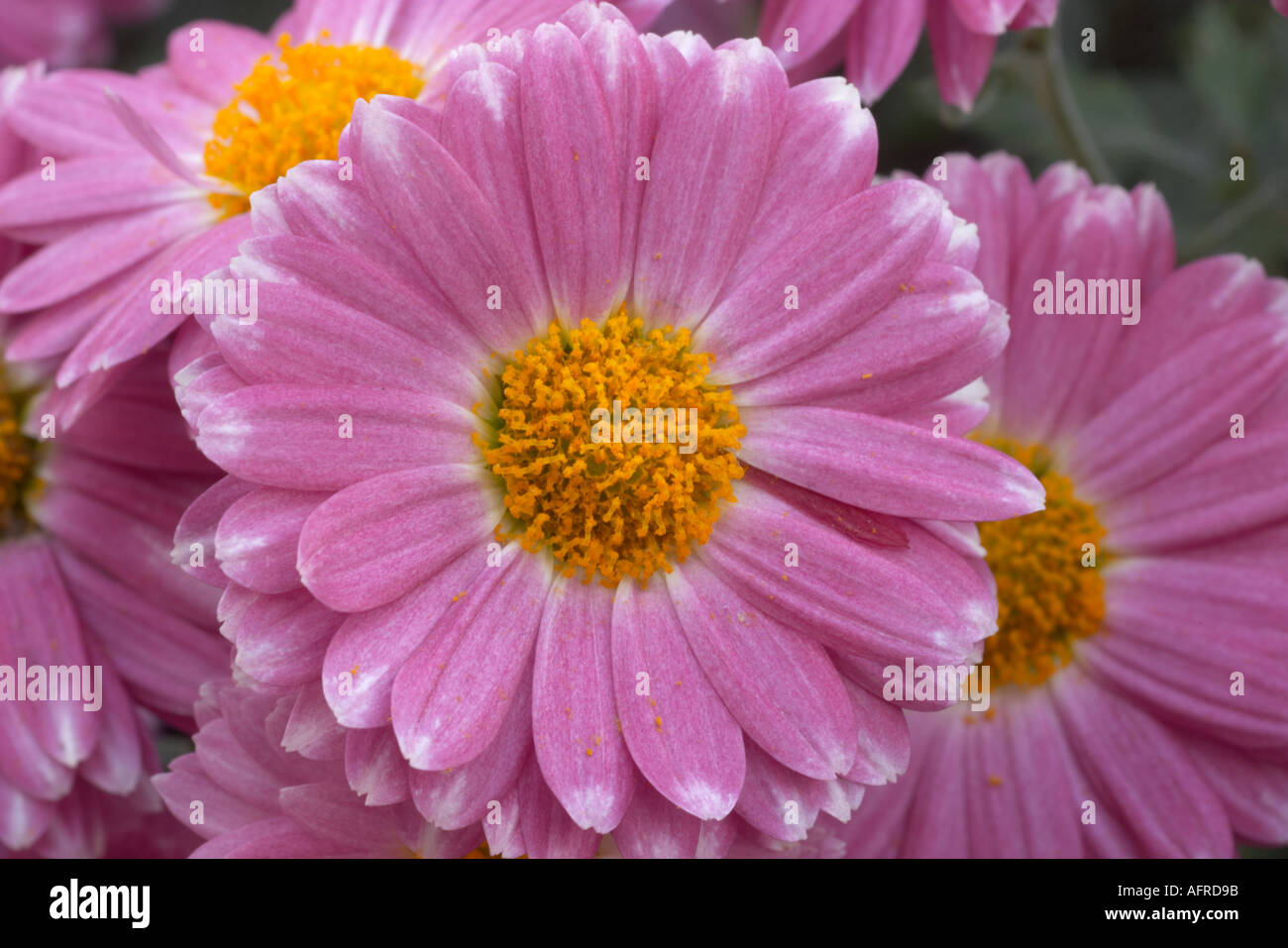 Chrysanthemum gladys pink flower hi-res stock photography and images ...